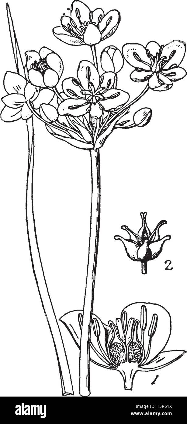 Flower grown in cluster, the flower disc attached to the stem, plant ...