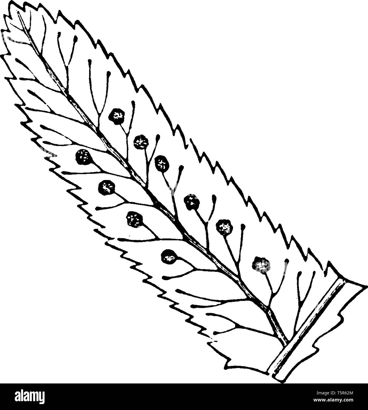 Pinnule hi-res stock photography and images - Alamy