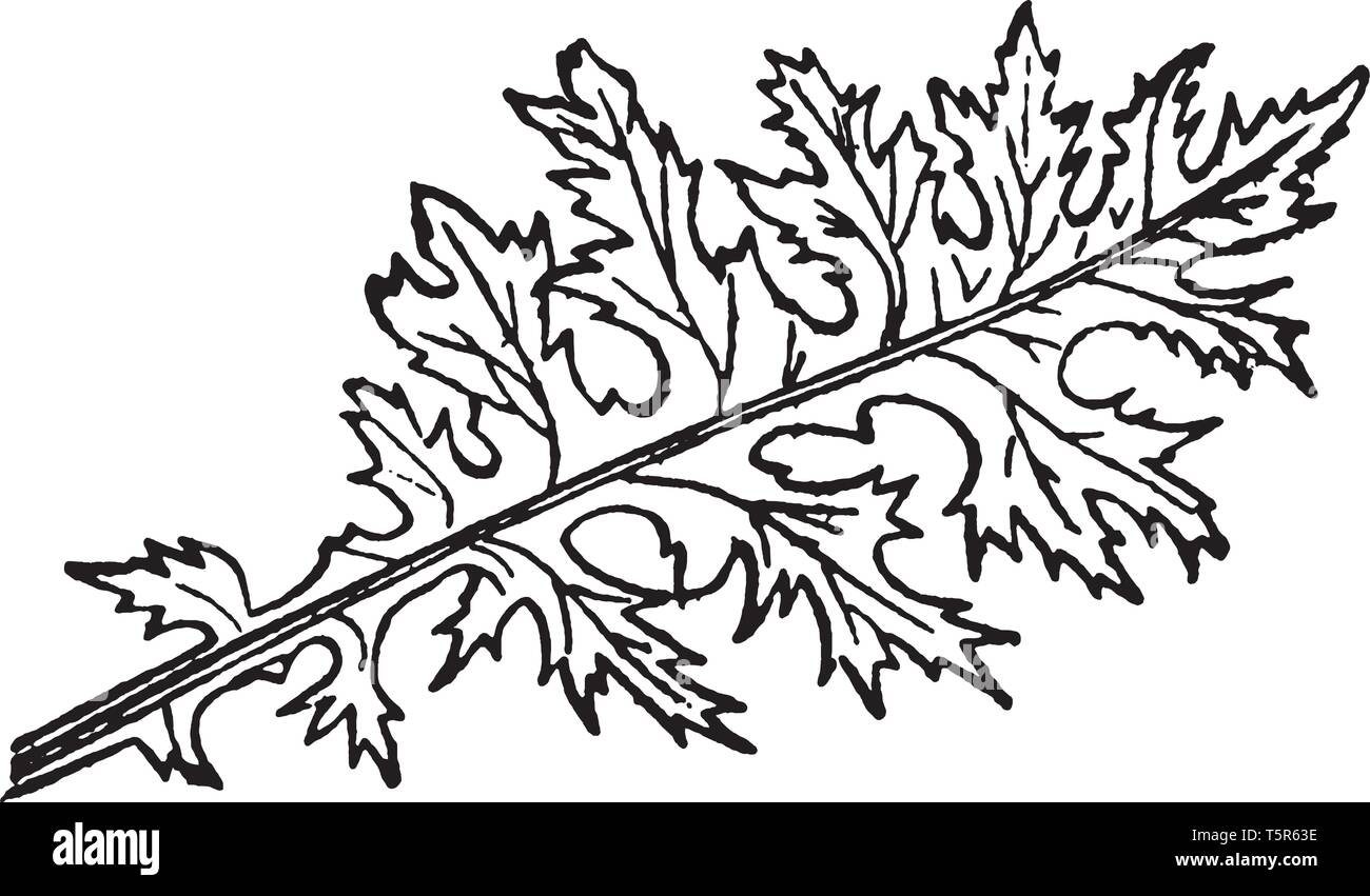 Sinuate hi-res stock photography and images - Alamy