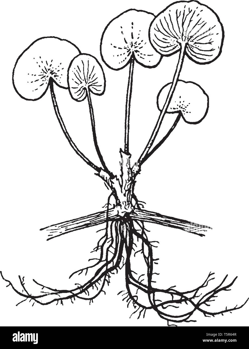 Floating roots Stock Vector Images - Alamy