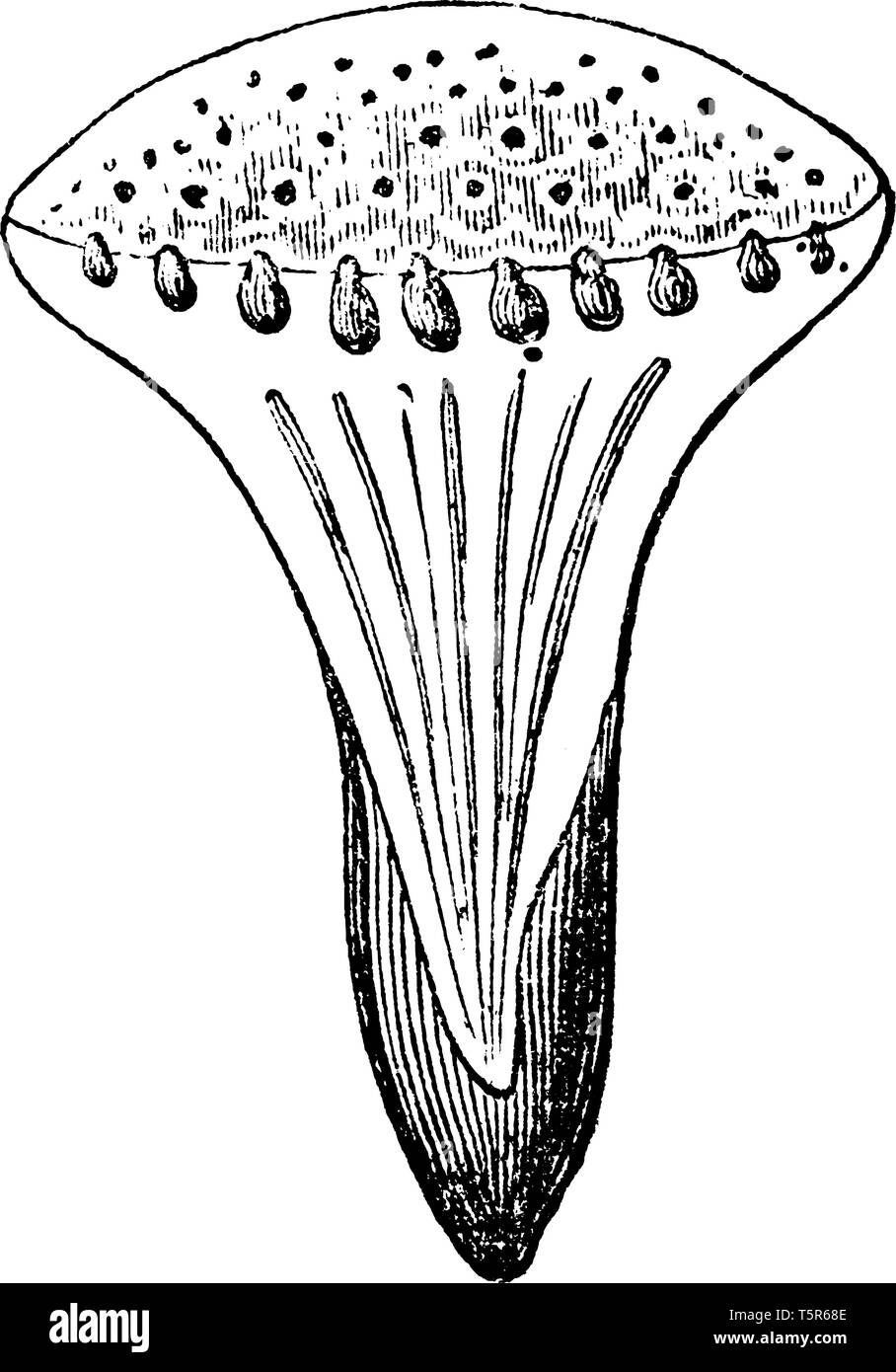 Fungal species Black and White Stock Photos & Images - Alamy