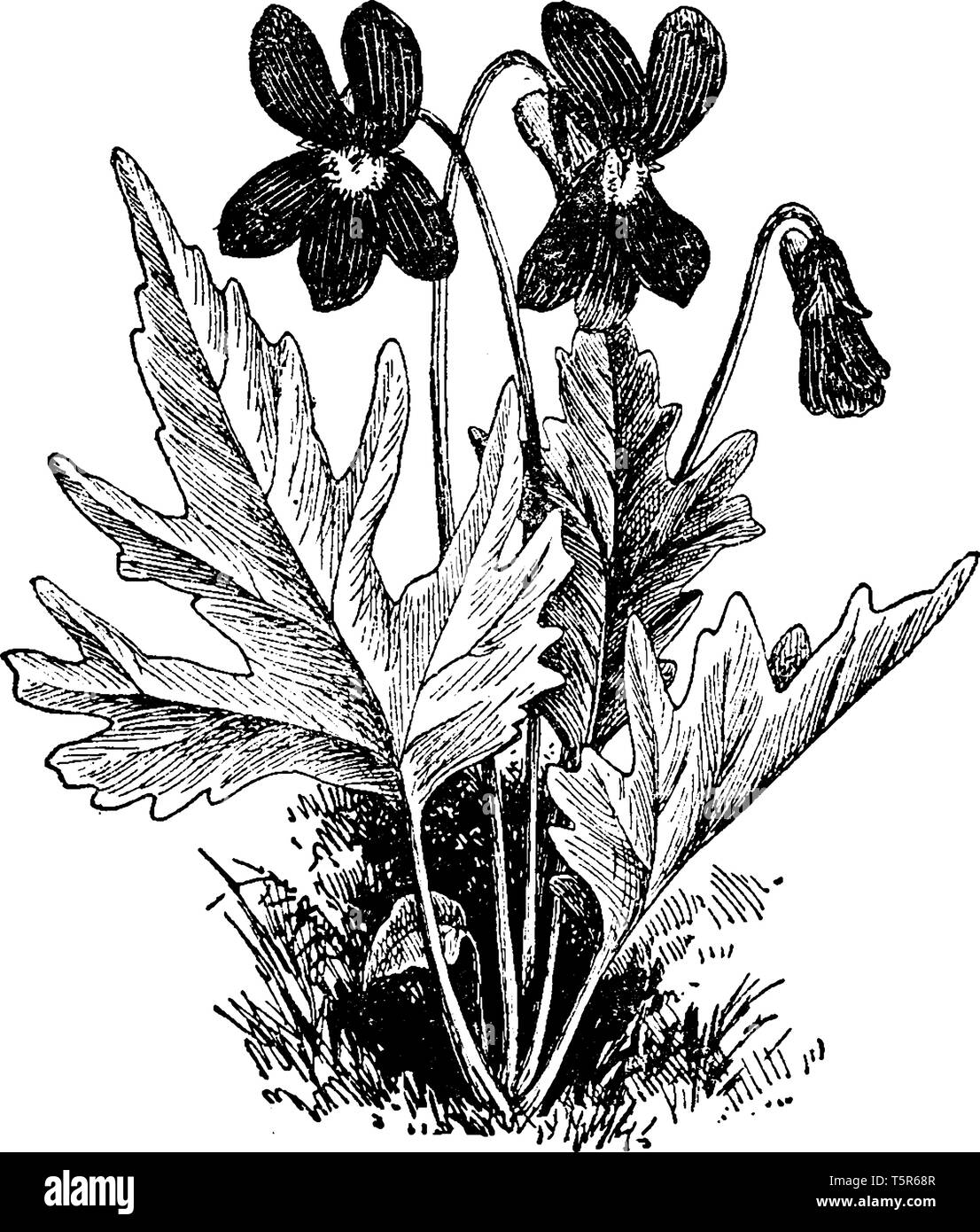 Simple palmate Stock Vector Images - Alamy