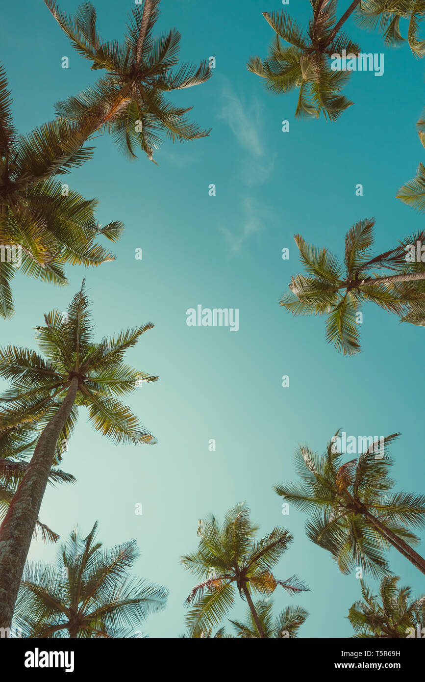 Palm trees retro color toned Stock Photo - Alamy