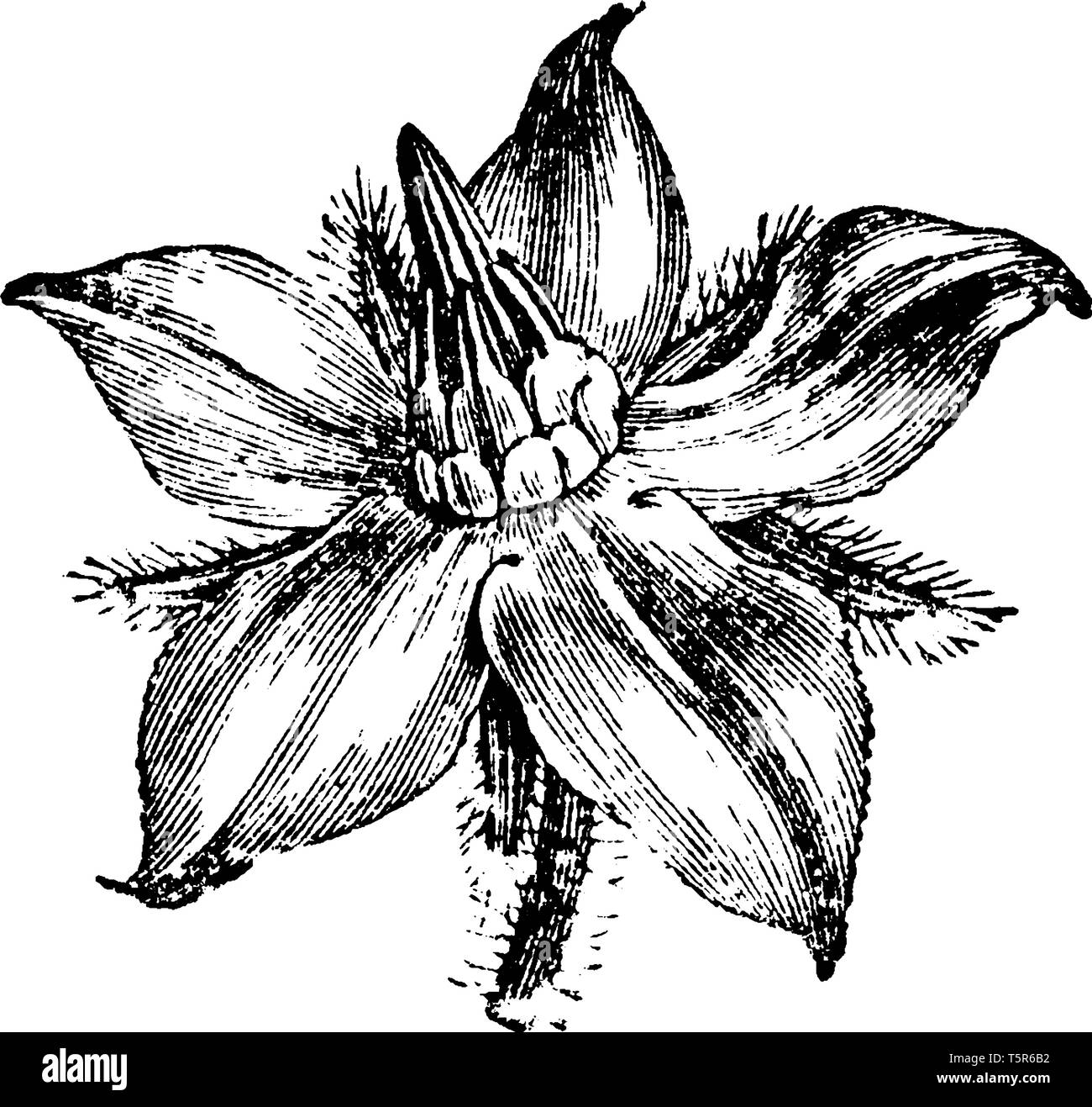 Wheel shaped flowers Stock Vector Images - Alamy