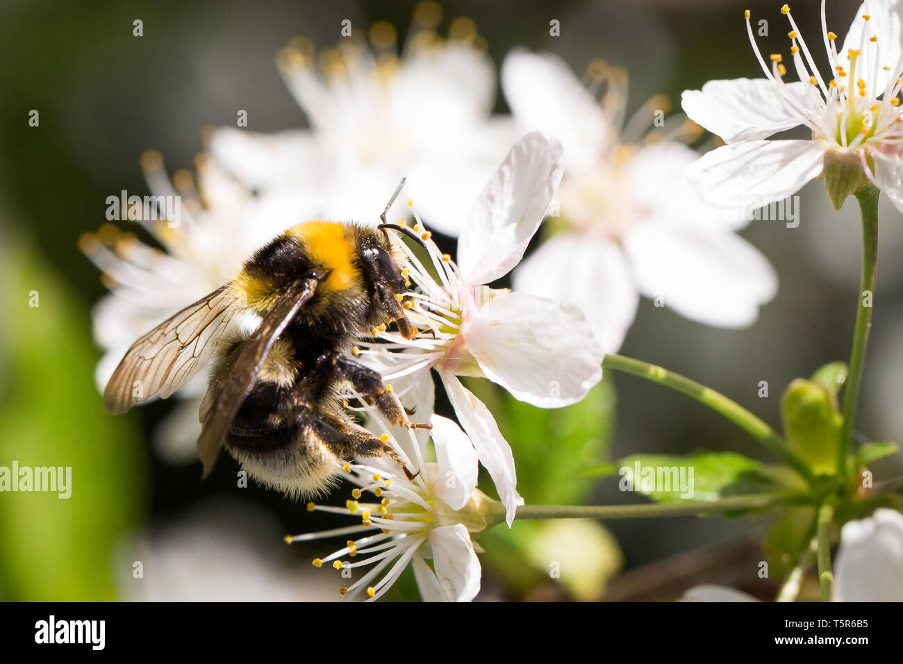 Bee with pollen on cherry flowers. Bright sunny spring day Stock Photo ...