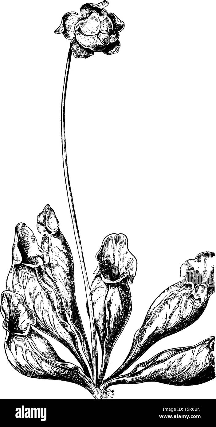 Pitcher Plant Flower Drawing