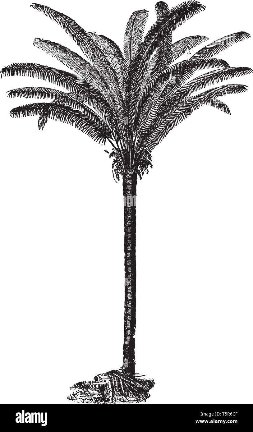 Coquilla nut Stock Vector Images - Alamy