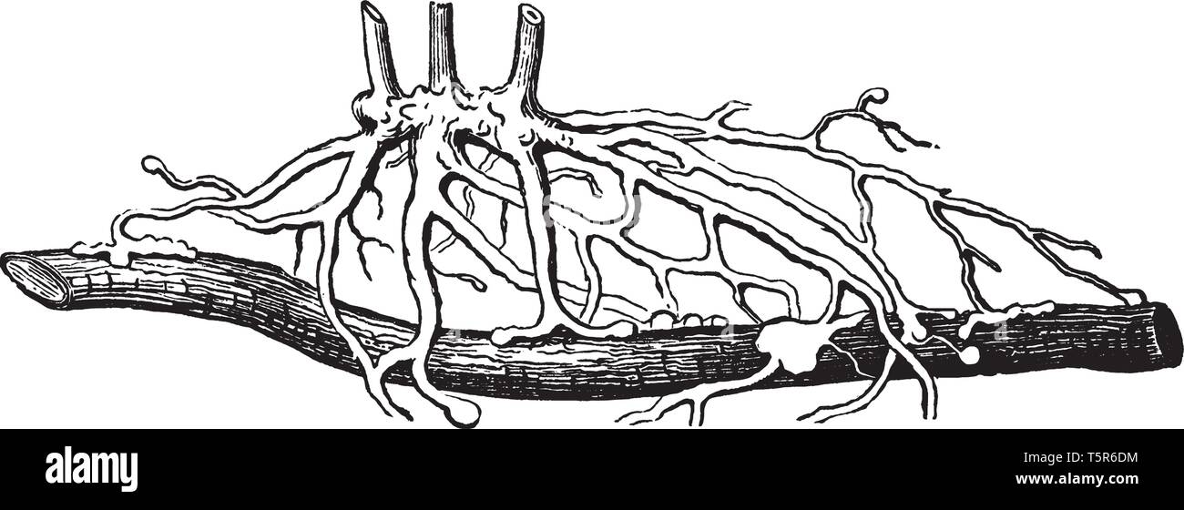 This image describes the roots of Yellow Gerardia, which is attached to ...