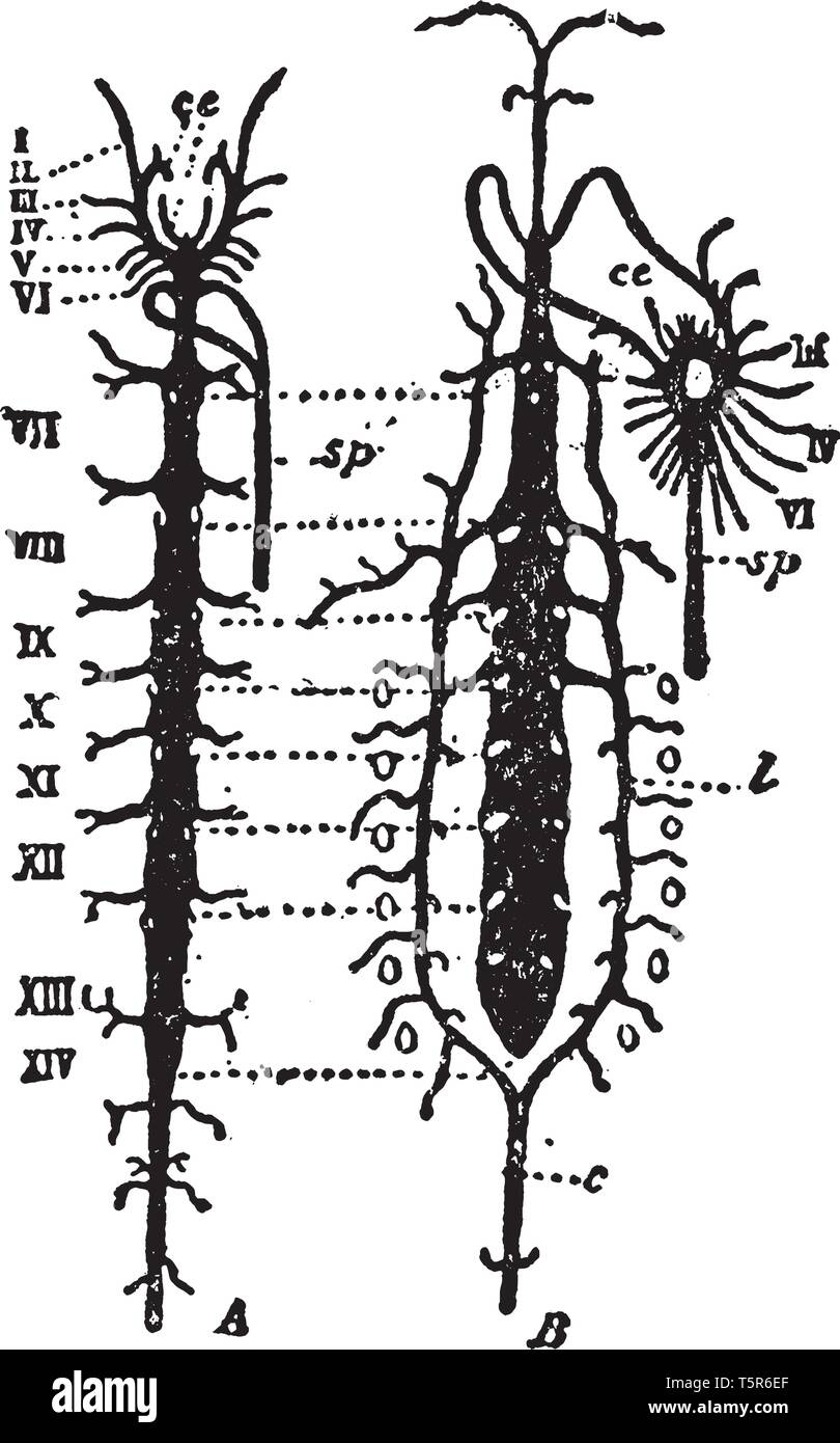 Arterial System which is the part of the cardiovascular system that ...