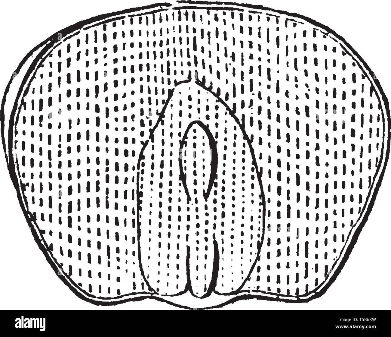A picture showing the cut section of Indian Corn grain, vintage line ...