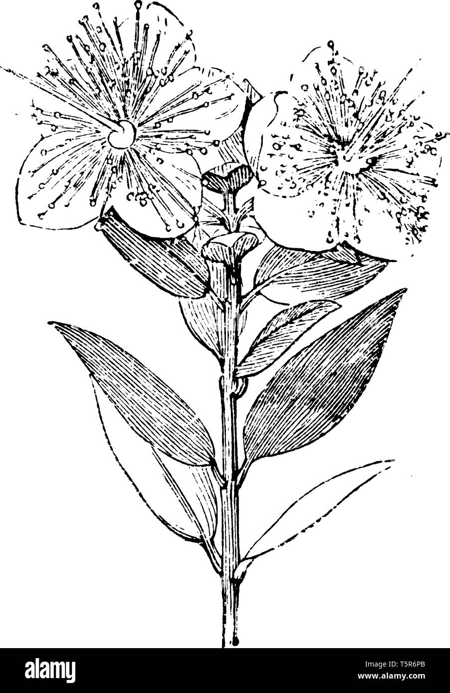 Llanceolate hi-res stock photography and images - Alamy