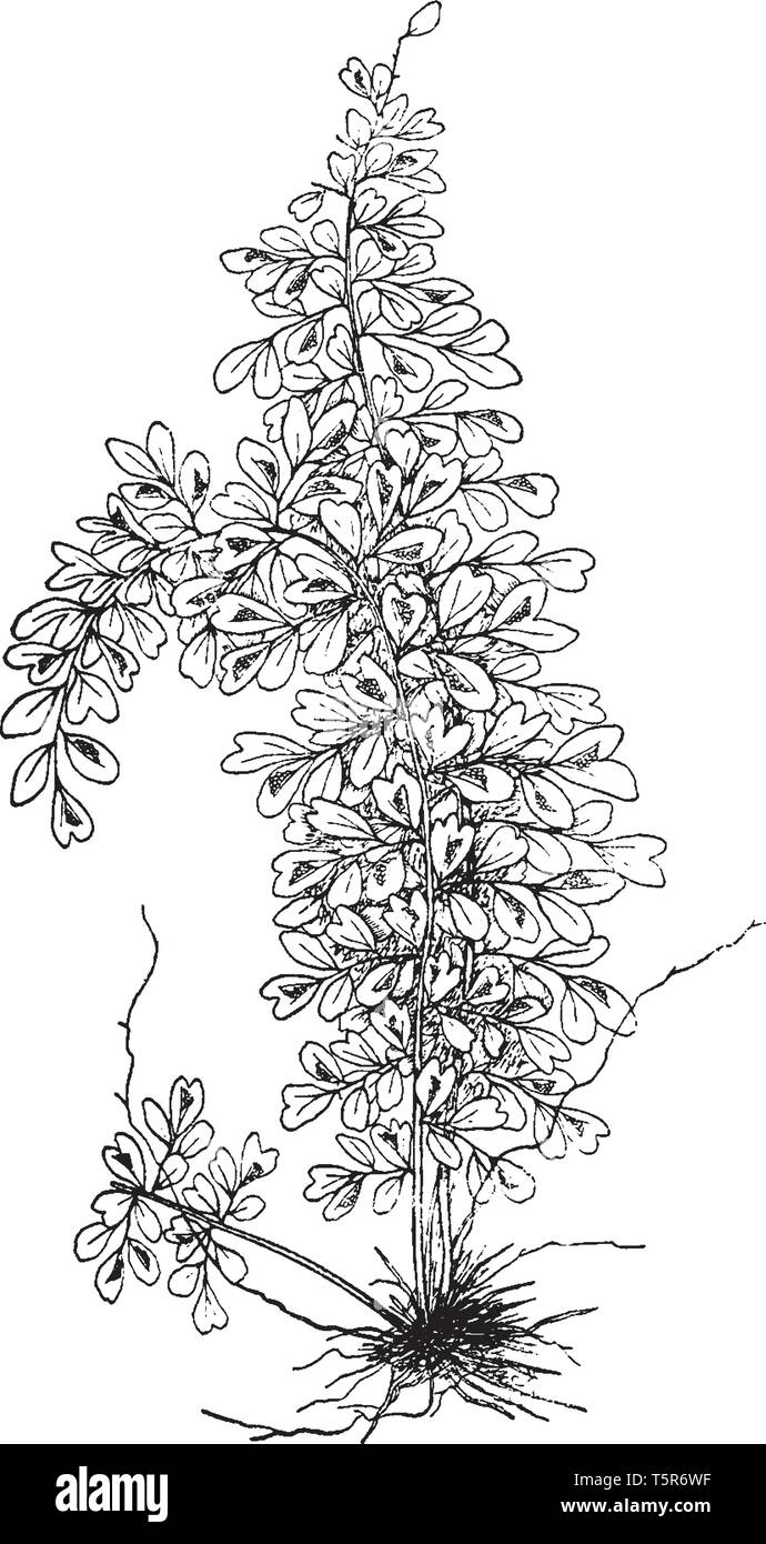 Asplenium myriophyllum hi-res stock photography and images - Alamy