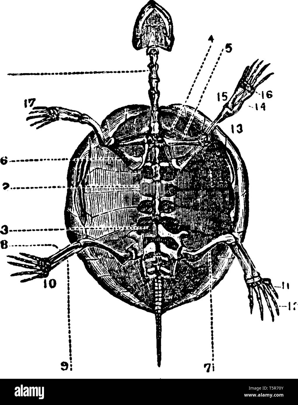 Skeleton of a Tortoise which are expanded forming the dorsal part of ...