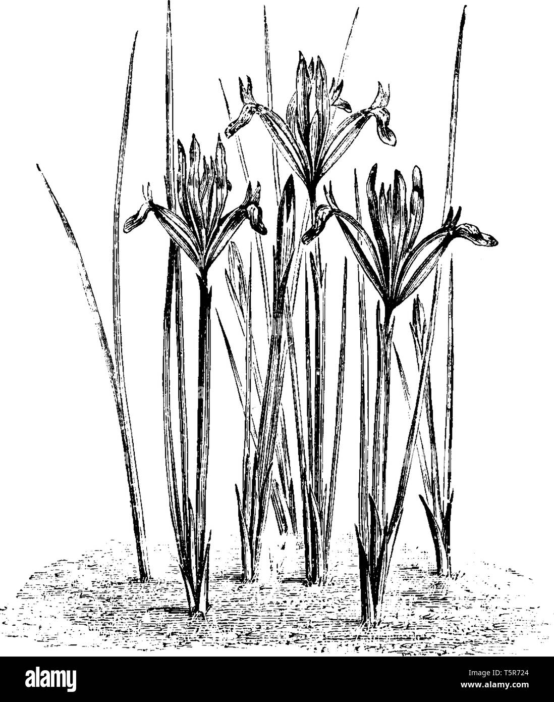 Iris reticulata Stock Vector Images - Alamy