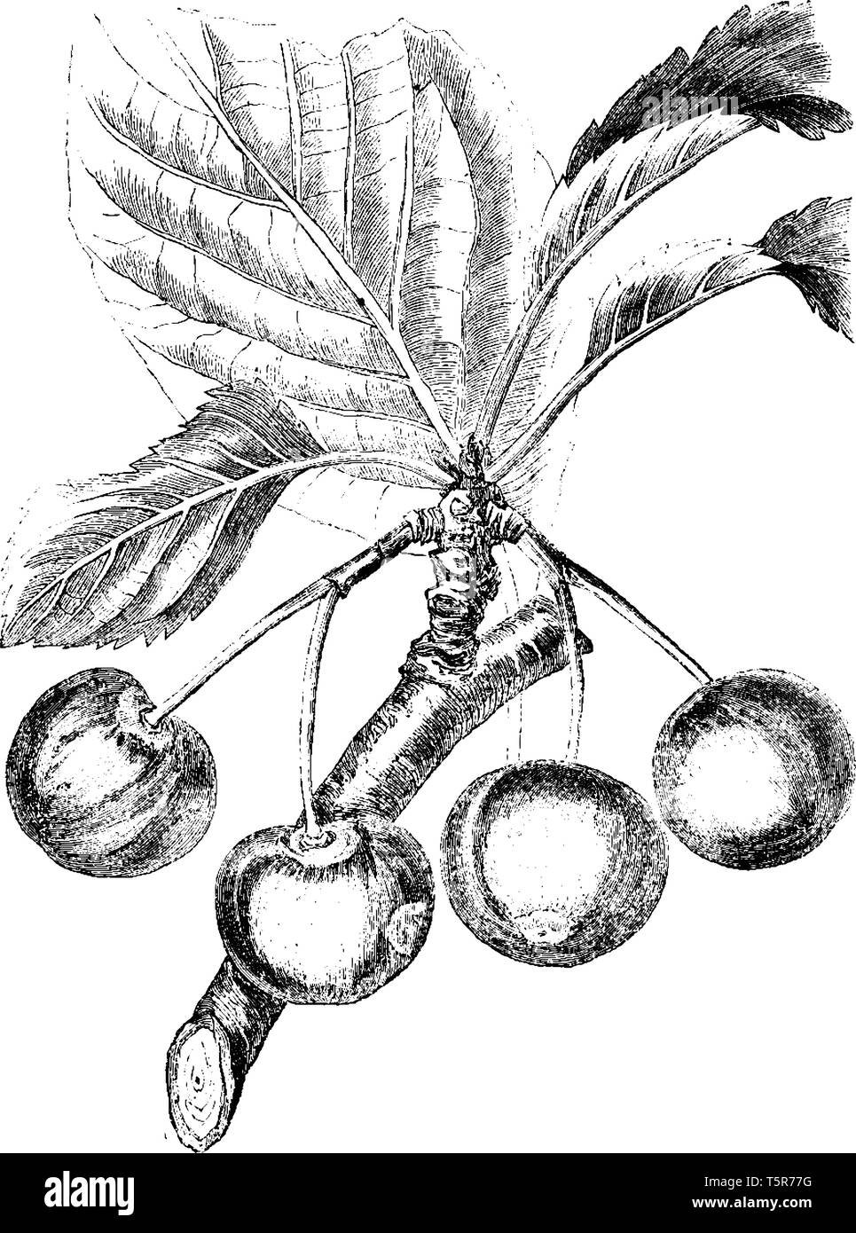 Choisy Stock Vector Images - Alamy