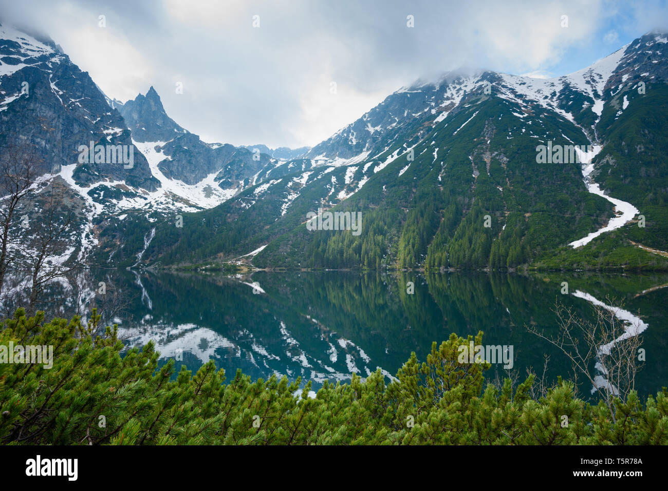 Beautiful pine forest calm river hi-res stock photography and images ...