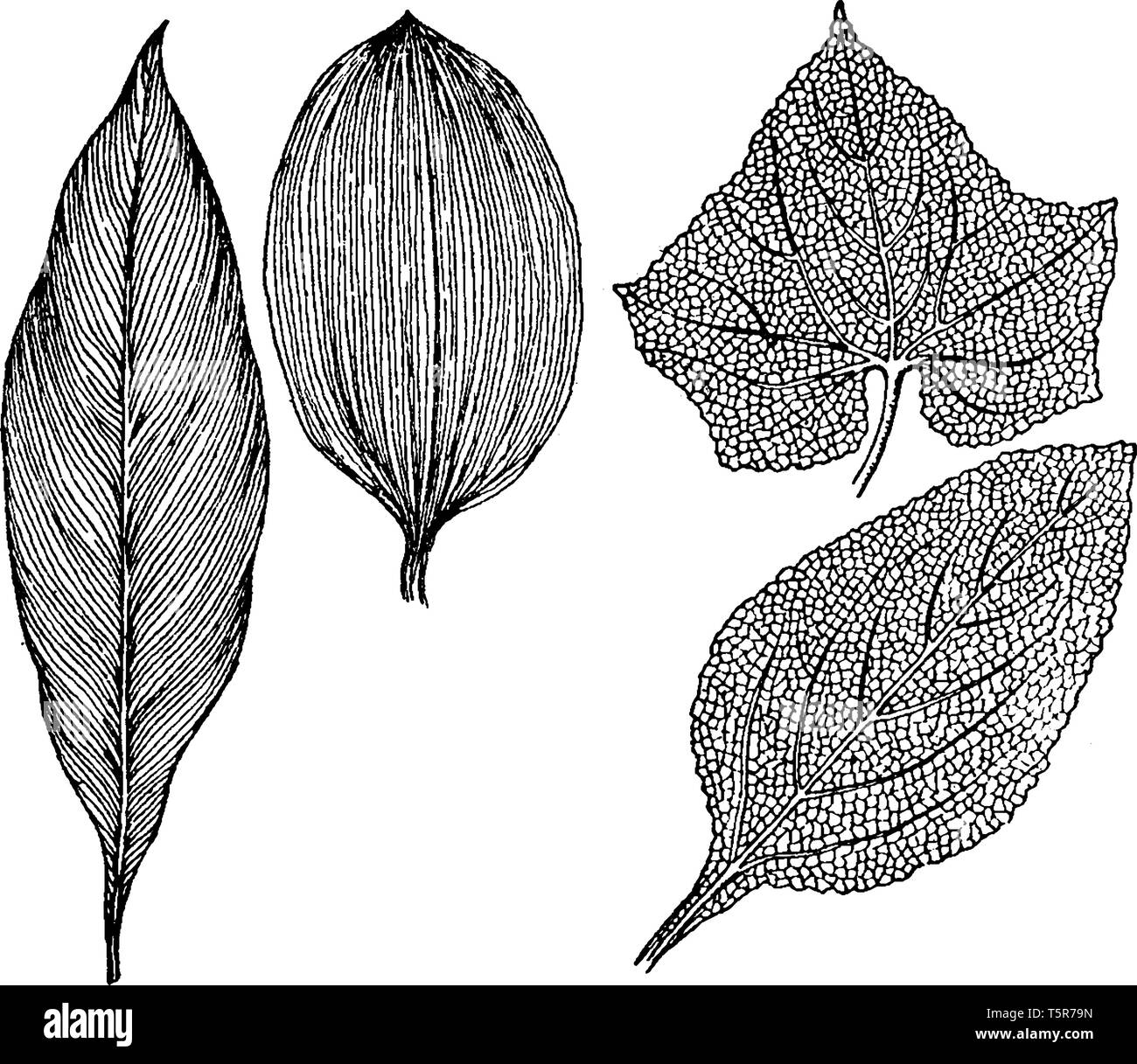 Parallel veins hi-res stock photography and images - Alamy