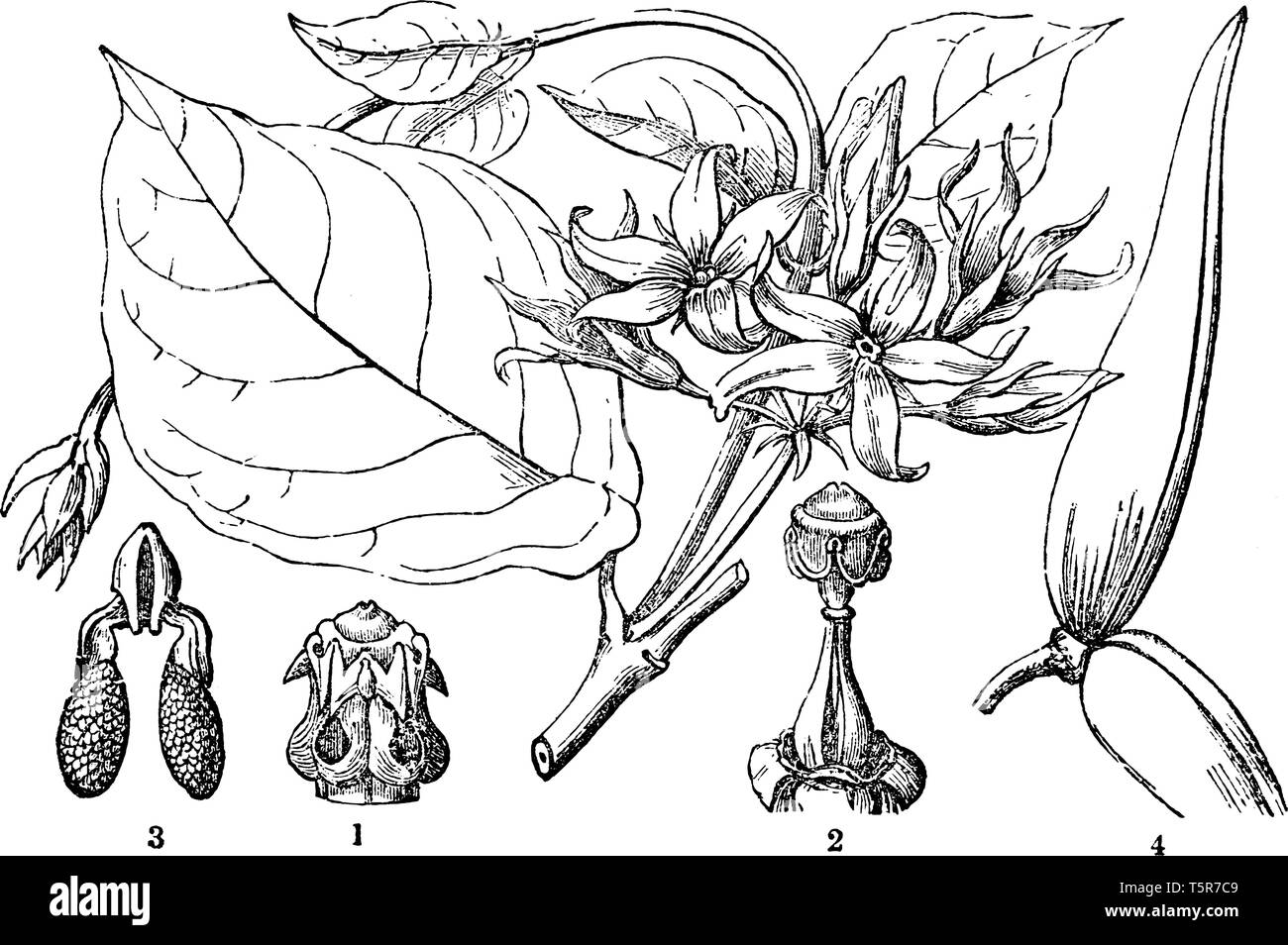 An illustration Schubertia is a genus of flowering plants in the family ...