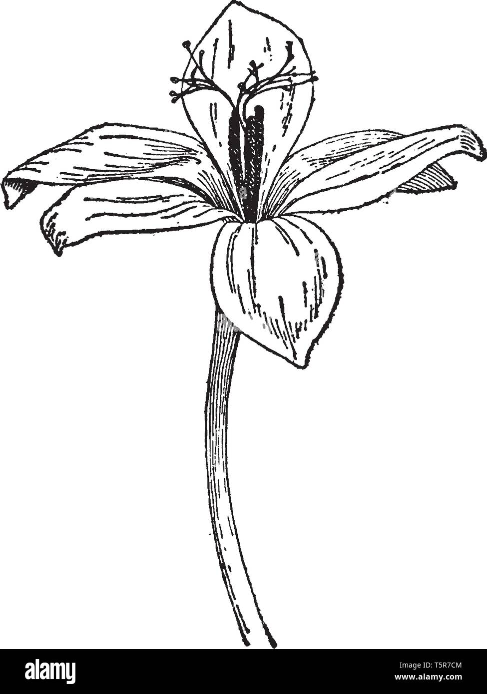 In this picture showing the single bloom flower, vintage line drawing ...