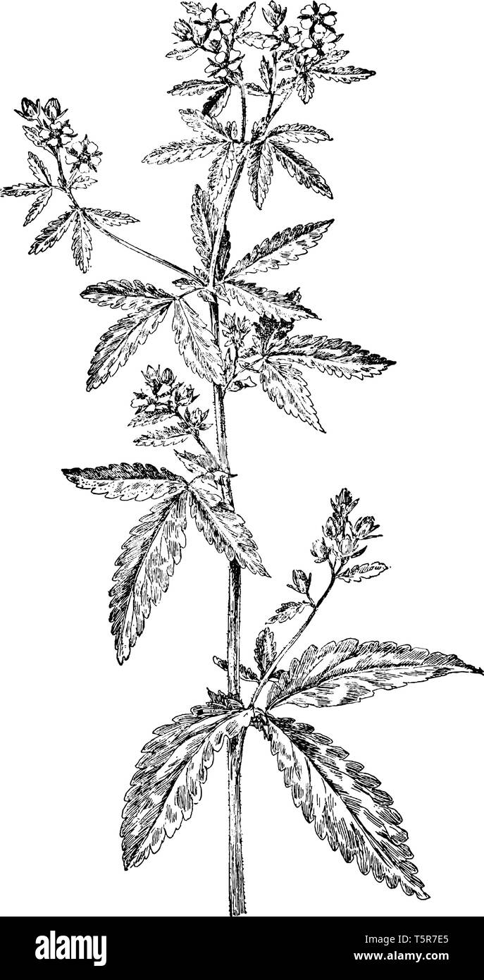 Plant cinquefoil plant Stock Vector Images - Alamy