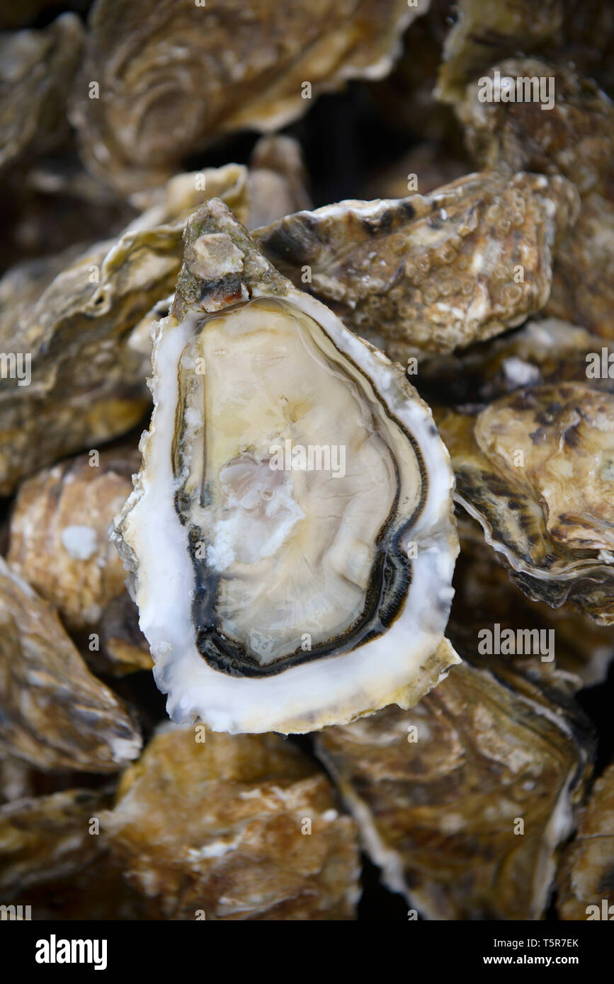 Oysters from Veules-les-Roses (Normandy, northern France), on the "Cote ...