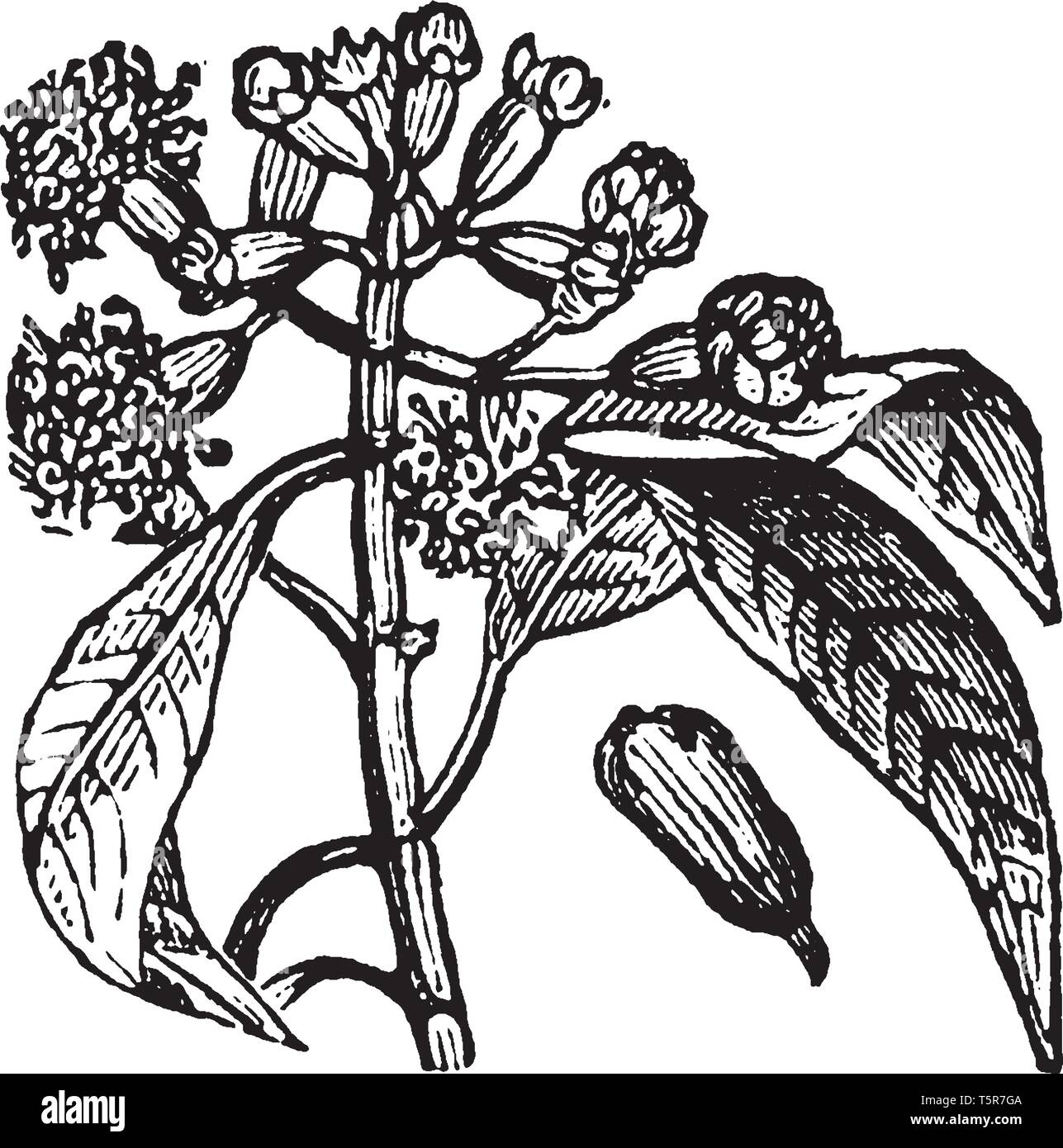 Clove Plant Drawing