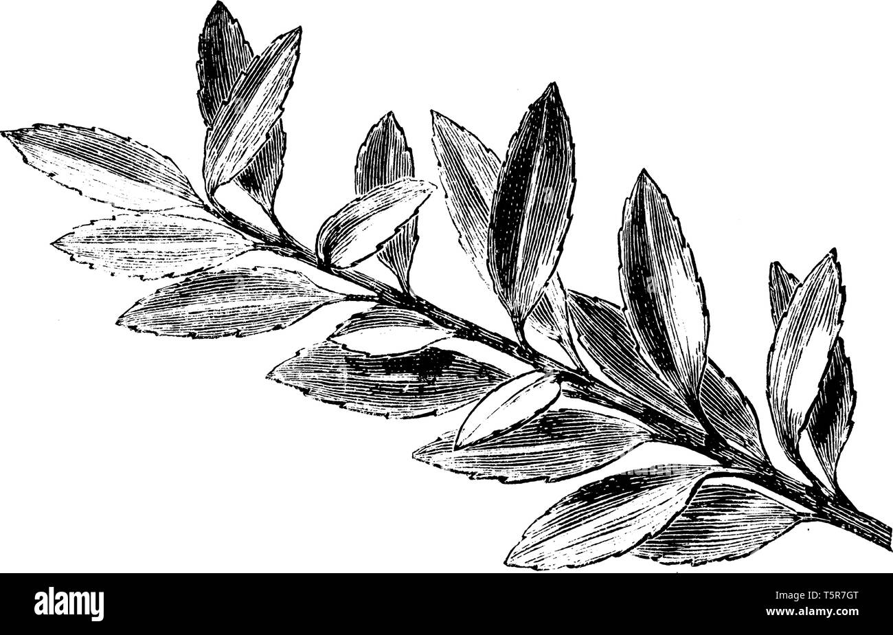 Native chinese plant Stock Vector Images - Alamy