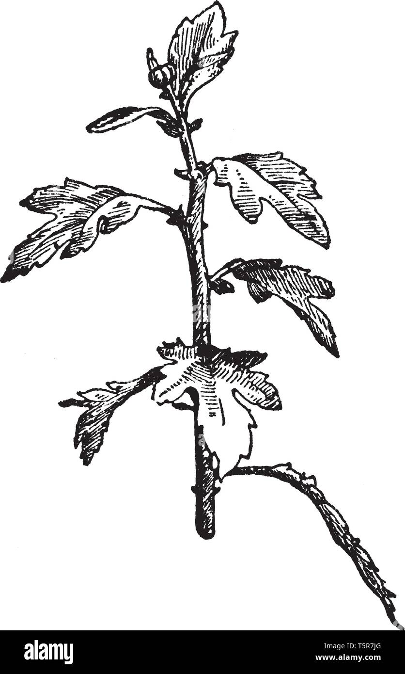 Alternately divided Stock Vector Images - Alamy