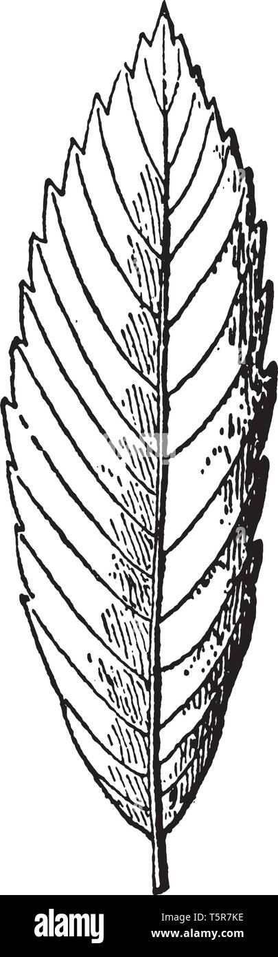 Oval shaped leaf Stock Vector Images - Alamy