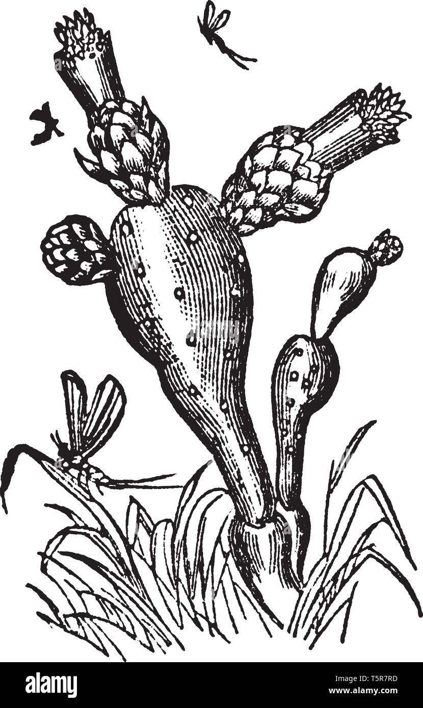 Native bugs Stock Vector Images - Alamy