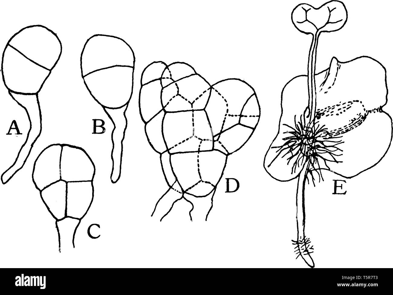 Spores vector vectors hi-res stock photography and images - Alamy