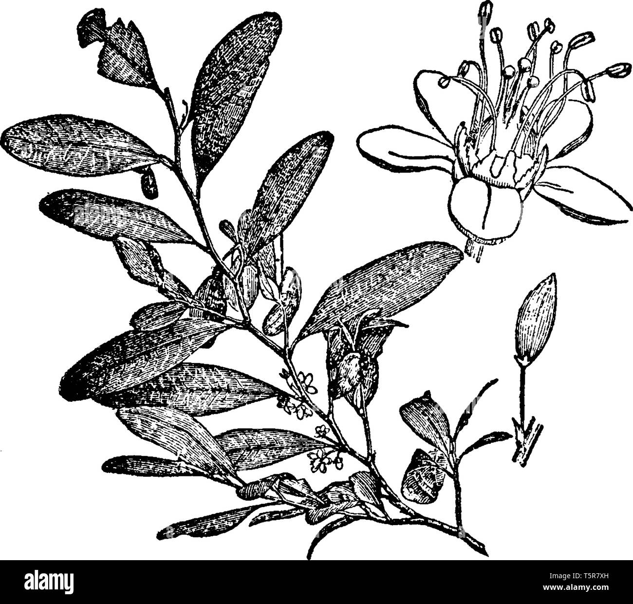 Coca plant Black and White Stock Photos & Images - Alamy