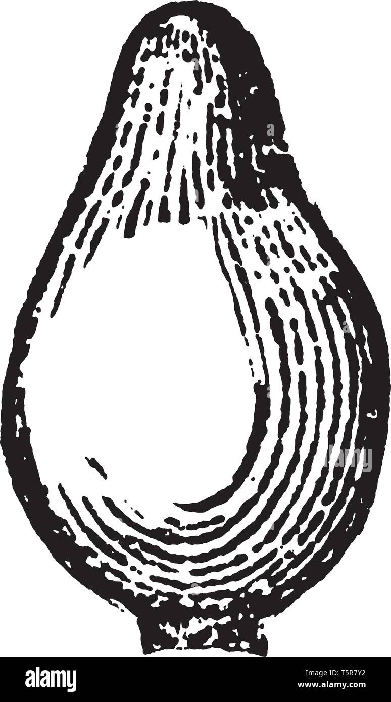 A shaped like an oval, outside wall structure is hard. The lower side ...