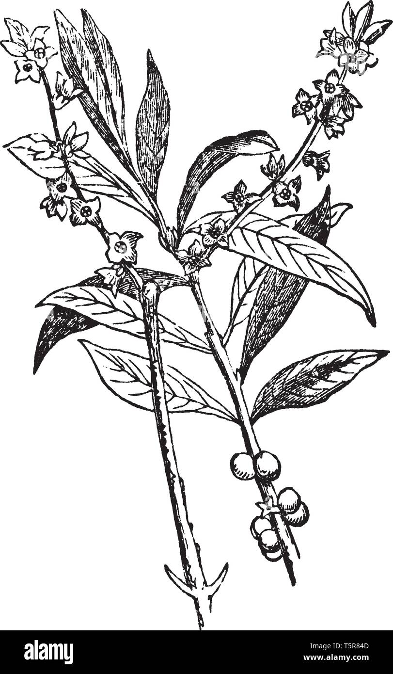 Daphne Mezereon is the flowering plant. The flowers are produced in ...