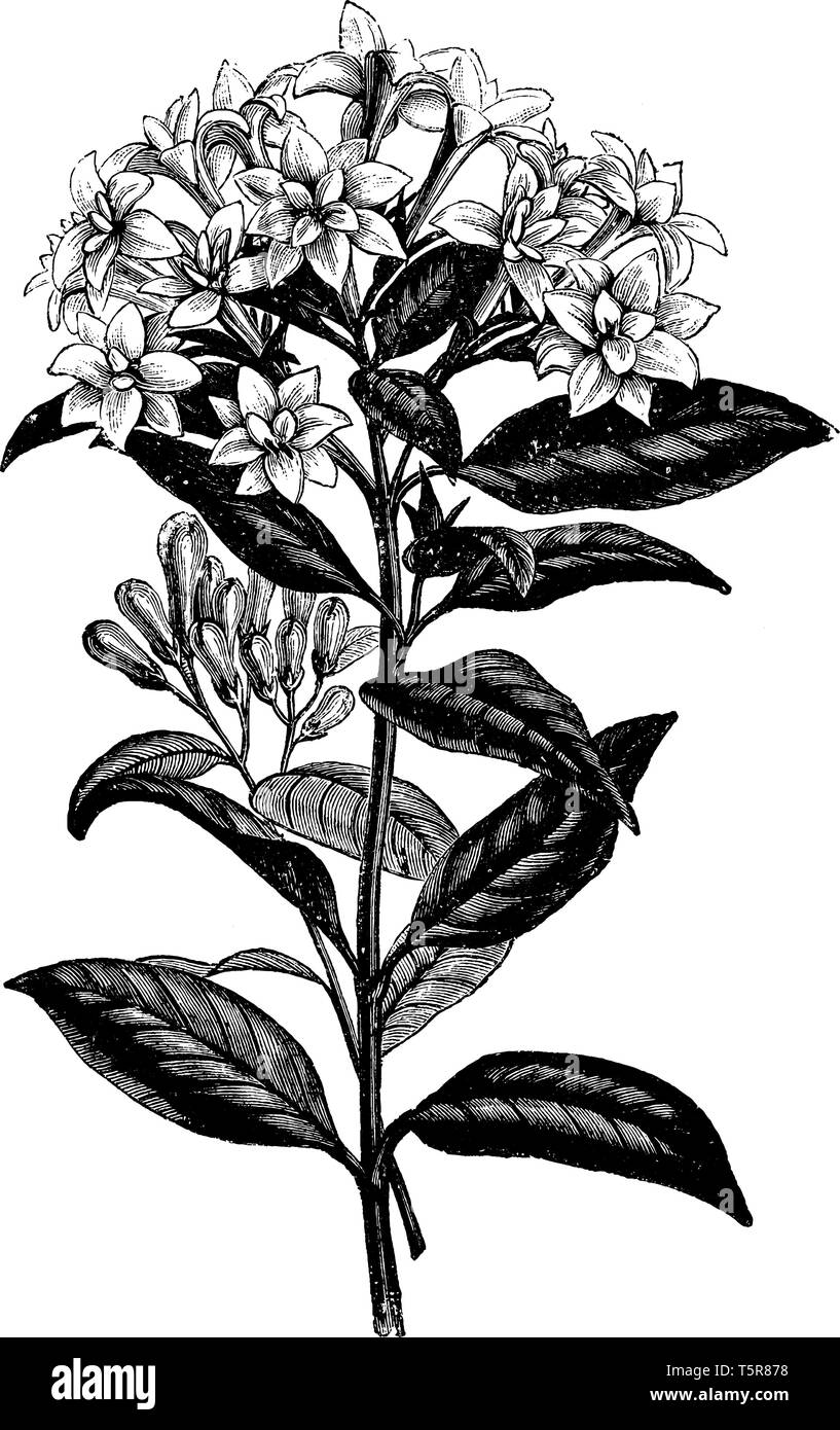 Bouvardia flowers Cut Out Stock Images & Pictures - Alamy