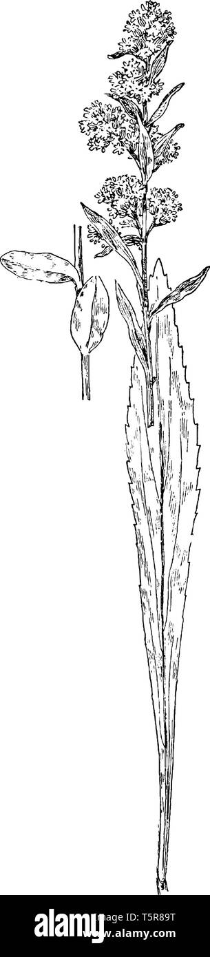 This picture is a plant called Bog Golden-Rod; it is a member of the ...