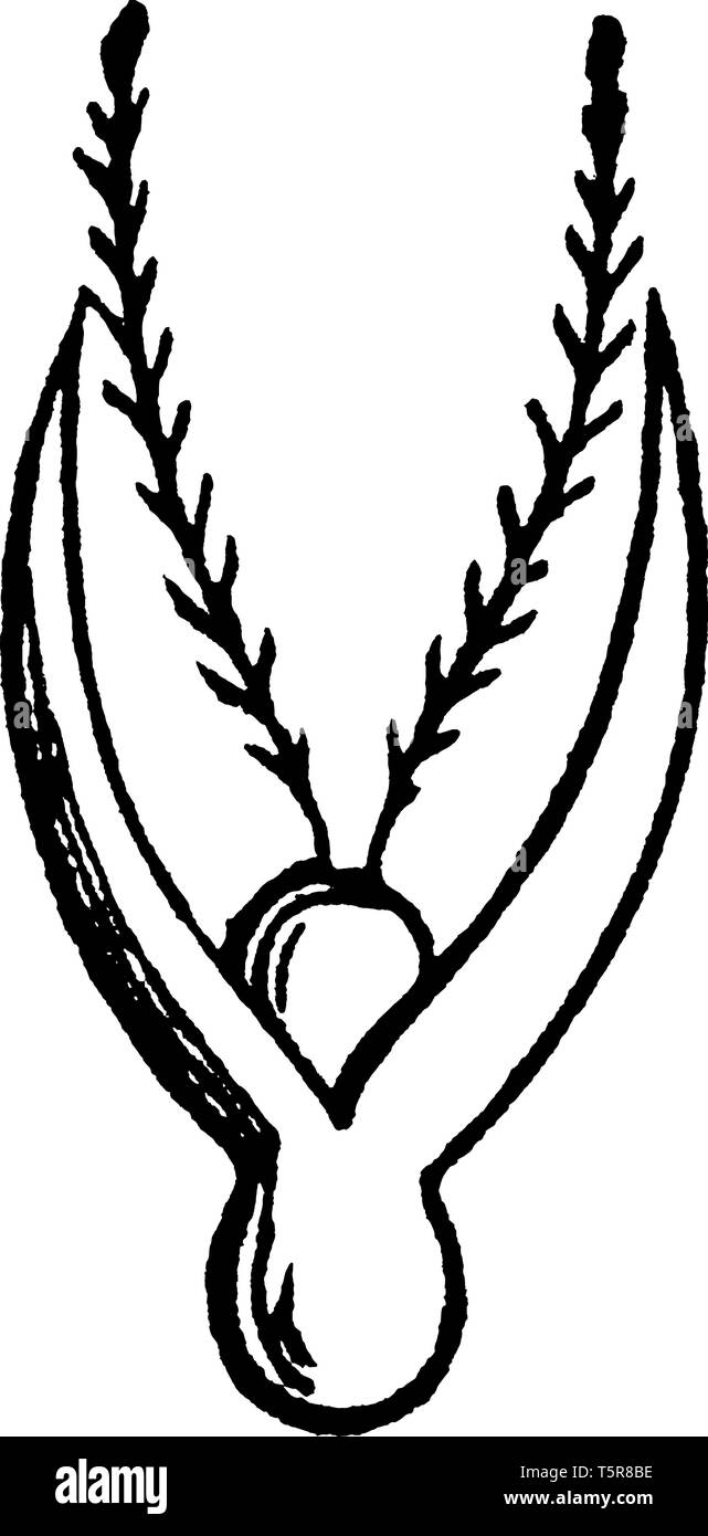 This is a flower of grass. Flower started to grow. The stigma is ...