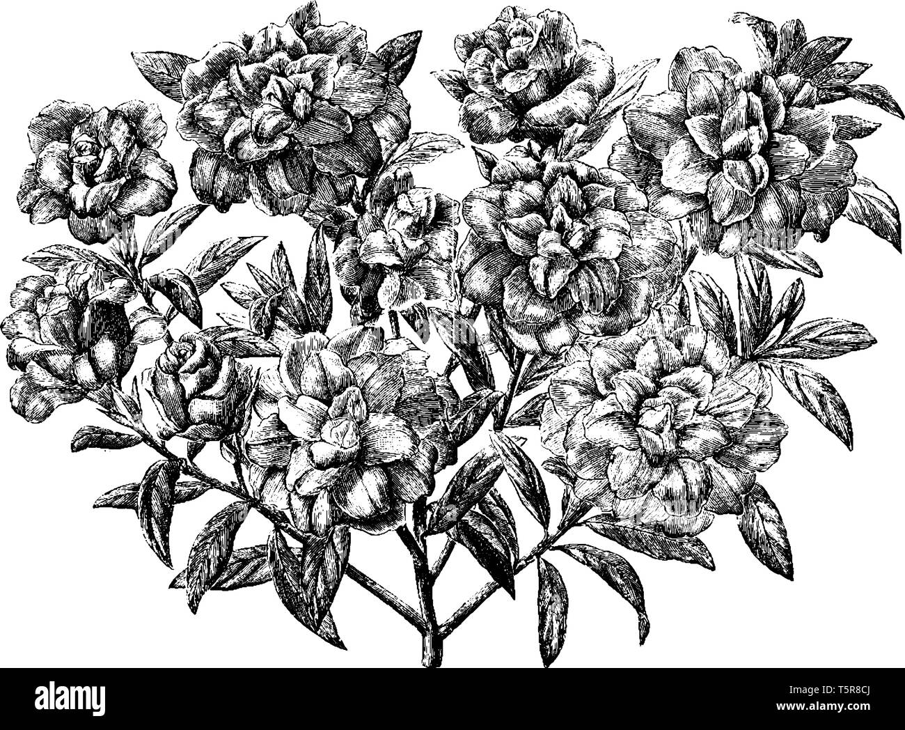 Double azalea Stock Vector Images - Alamy