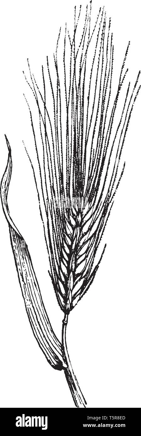 Barley levels Stock Vector Images - Alamy