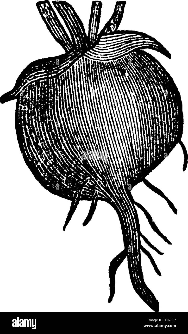 Upper tip Stock Vector Images - Alamy