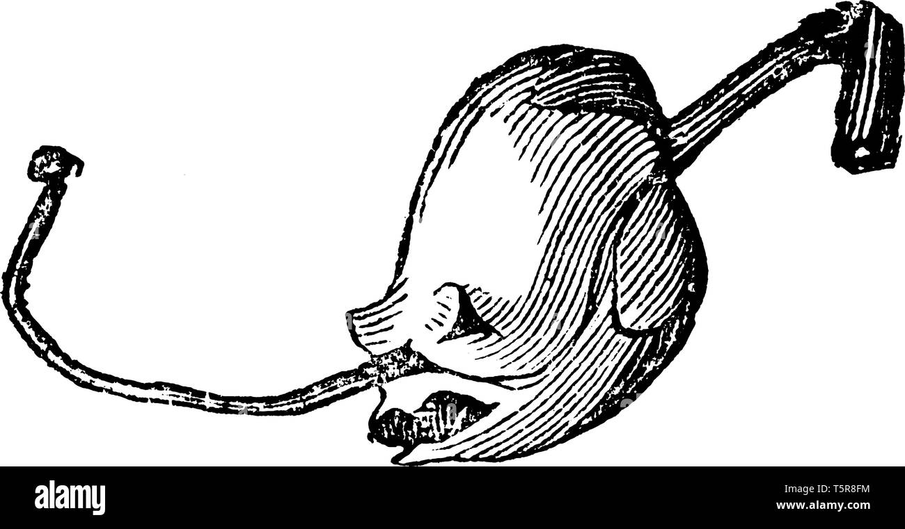 Snapdragon Black and White Stock Photos & Images - Alamy