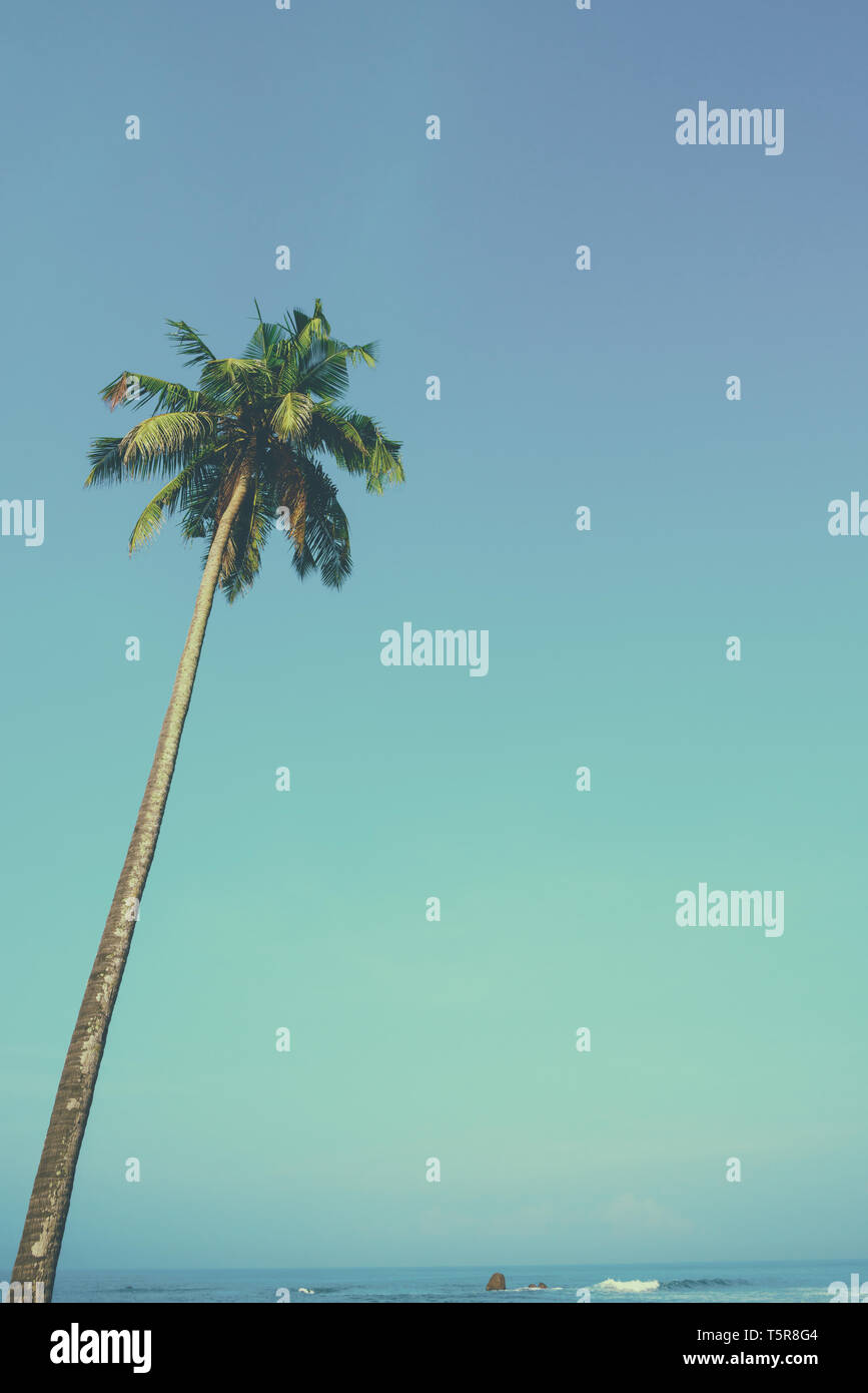 One tropical palm tree hang over the ocean vintage color toned with ...