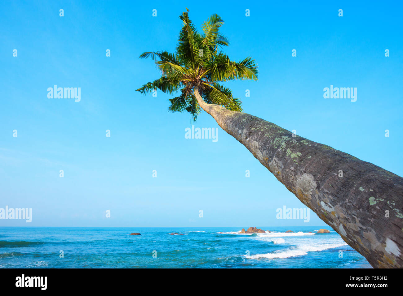 Palm tree hang over the ocean Stock Photo - Alamy