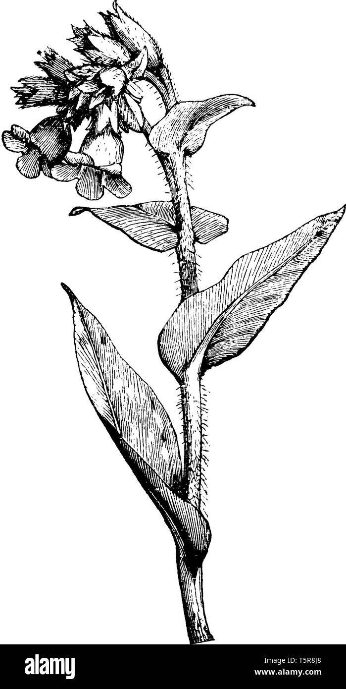 Pink in spring Black and White Stock Photos & Images - Alamy