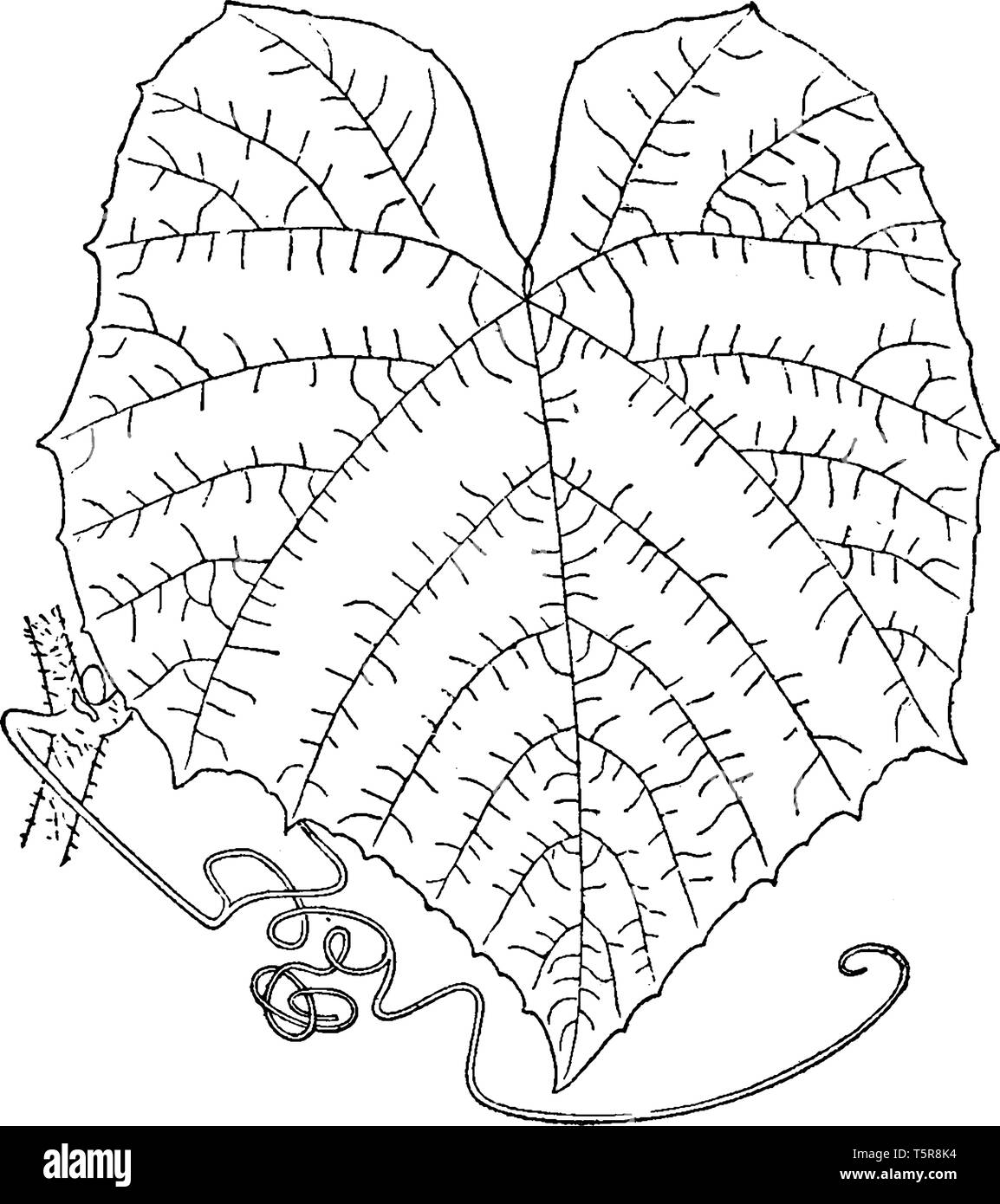 Small disk Black and White Stock Photos & Images - Alamy