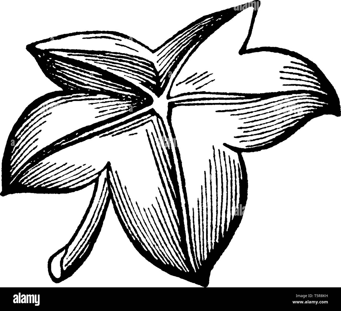 Leaves parts Black and White Stock Photos & Images - Alamy