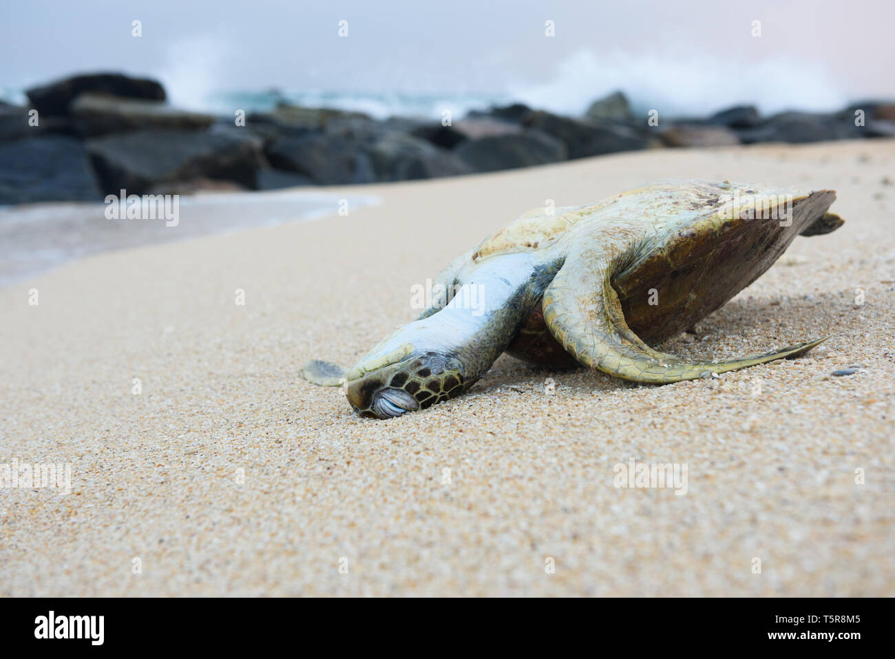 Dead rotten turtle hi-res stock photography and images - Alamy