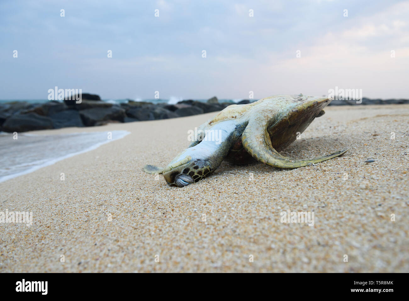 Dead turtle on the ocean beach sand Stock Photo - Alamy