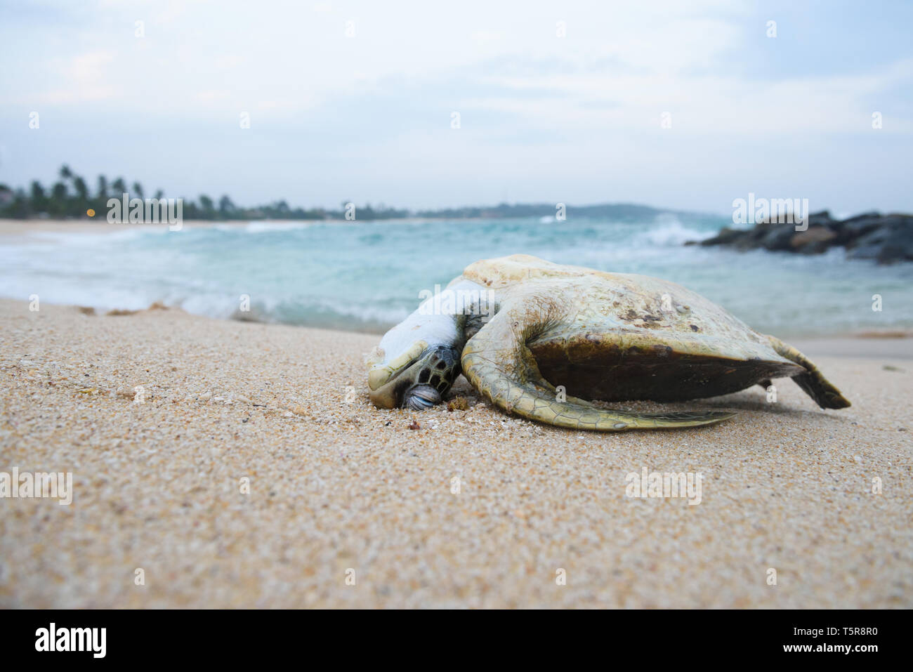 Dead turtle hi-res stock photography and images - Alamy