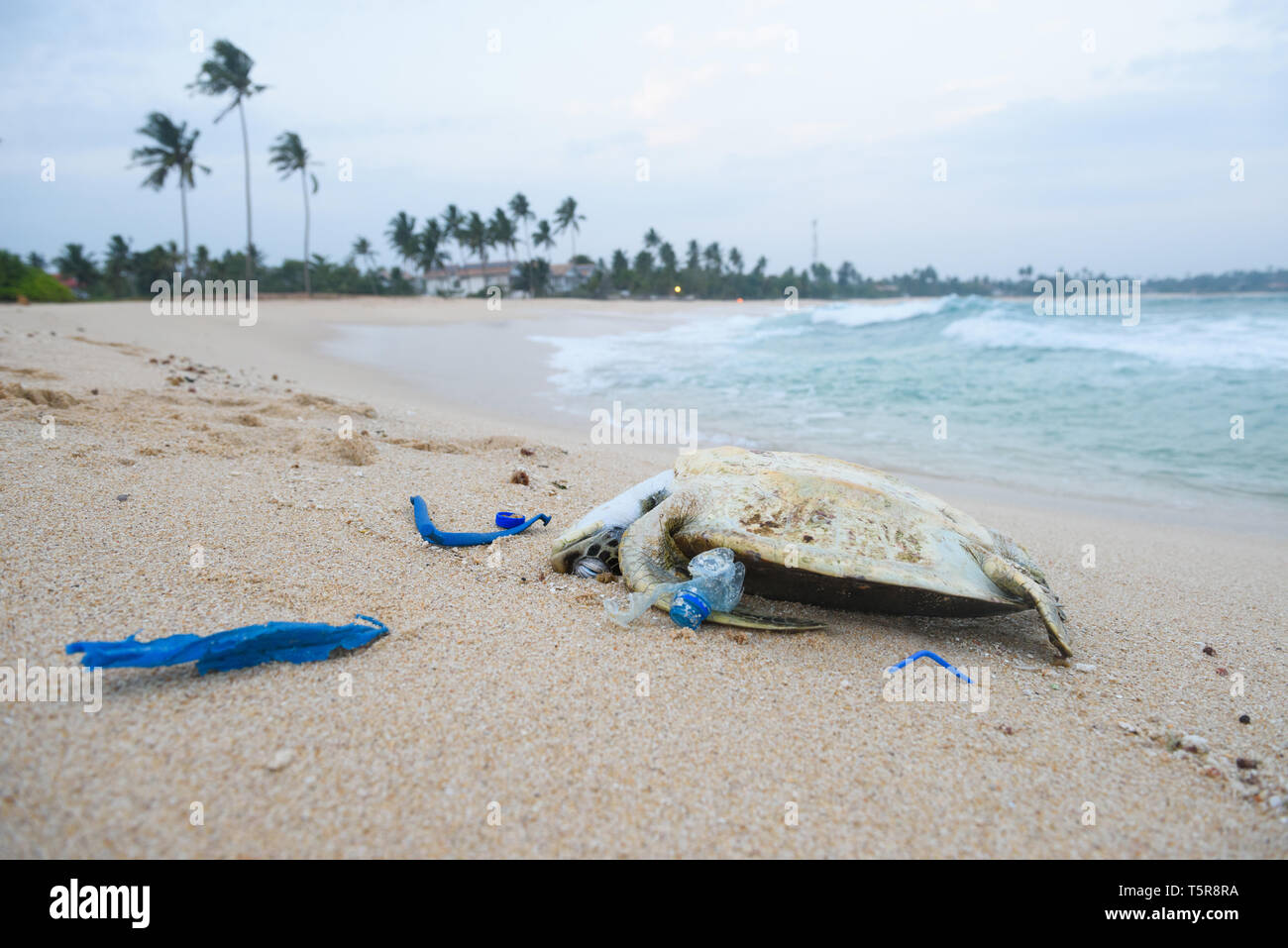 Dead turtle with a plastic garbage on ocean beach Stock Photo - Alamy